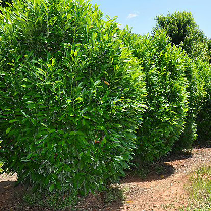 West Coast Skip Laurel For Sale Online | The Tree Center
