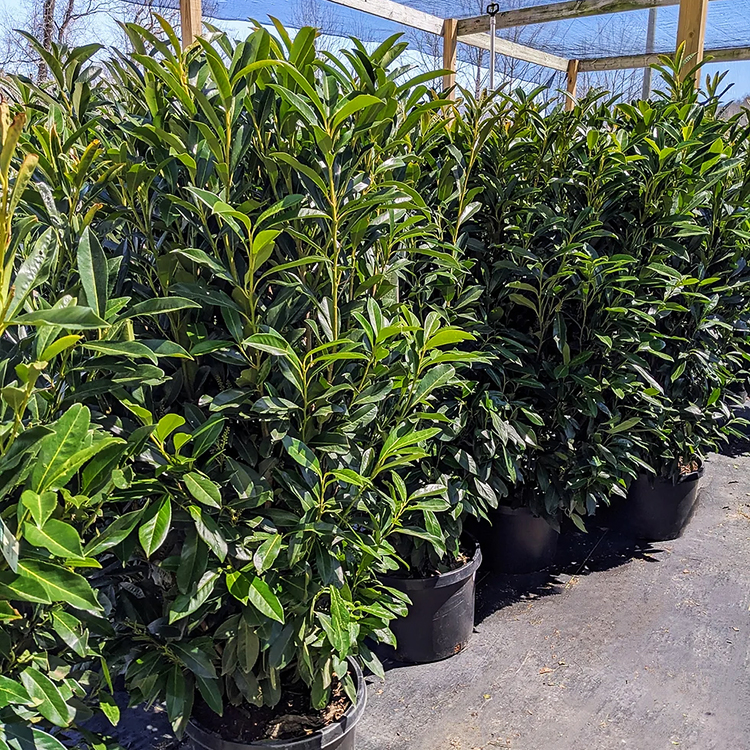 West Coast Skip Laurel For Sale Online | The Tree Center