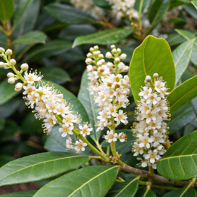 West Coast Skip Laurel For Sale Online | The Tree Center