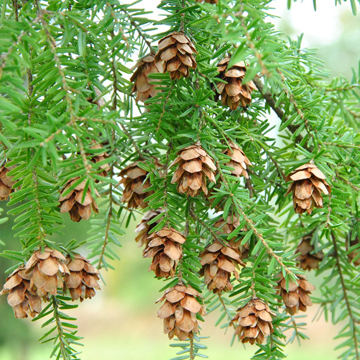 Western Hemlock For Sale Online | The Tree Center