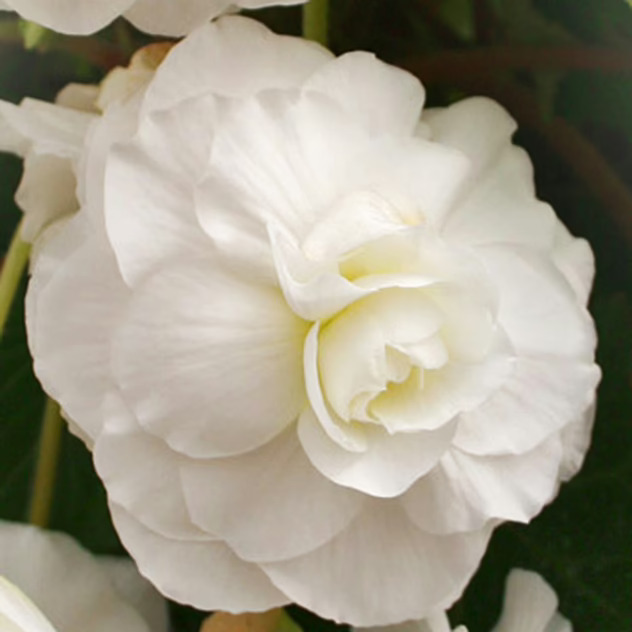 White Double Begonia Bulbs | The Tree Center™