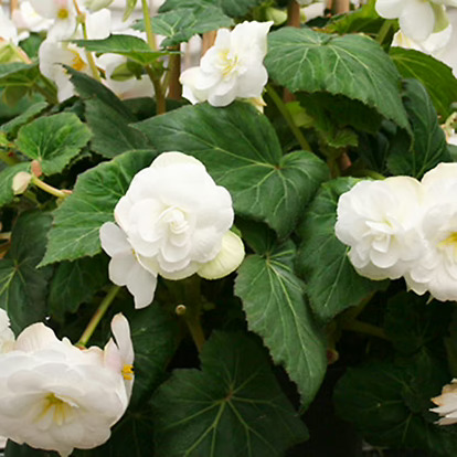 White Double Begonia Bulbs | The Tree Center™
