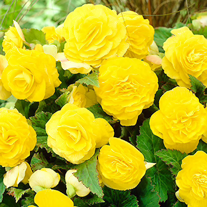 Yellow Double Begonia Bulbs | The Tree Center™