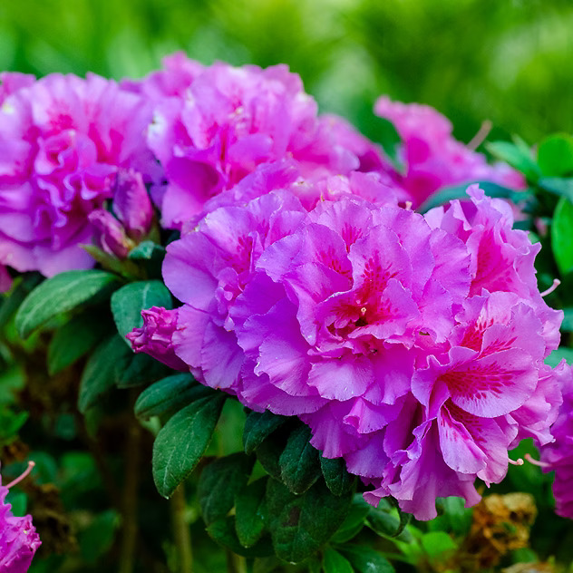 Autumn Majesty™ Encore® Azalea For Sale Online | The Tree Center