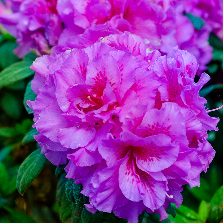 Autumn Majesty™ Encore® Azalea For Sale Online | The Tree Center