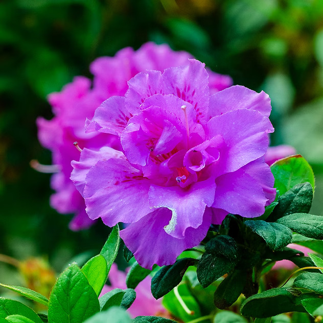 Autumn Majesty™ Encore® Azalea For Sale Online | The Tree Center