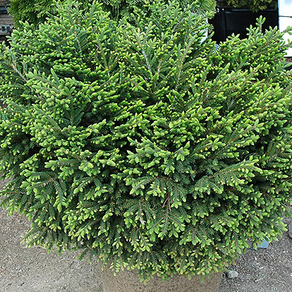 Bergman's Gem Oriental Spruce Trees For Sale | The Tree Center