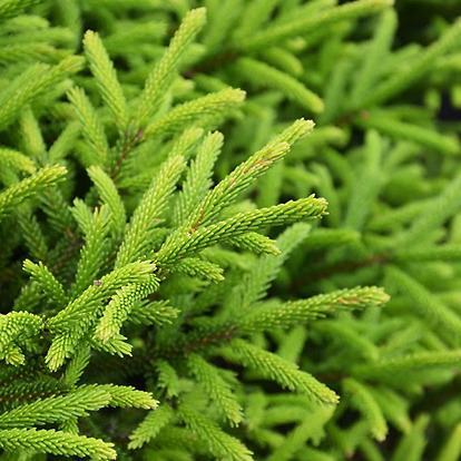 Bergman's Gem Oriental Spruce Trees For Sale | The Tree Center