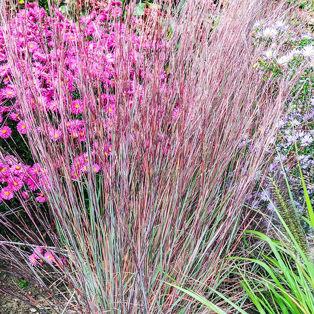 Blue Heaven Little Bluestem Grass For Sale Online | The Tree Center