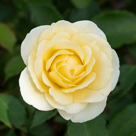 Buttercream Drift® Rose For Sale Online | The Tree Center