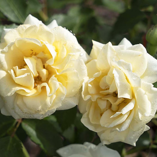 Buttercream Drift® Rose For Sale Online | The Tree Center