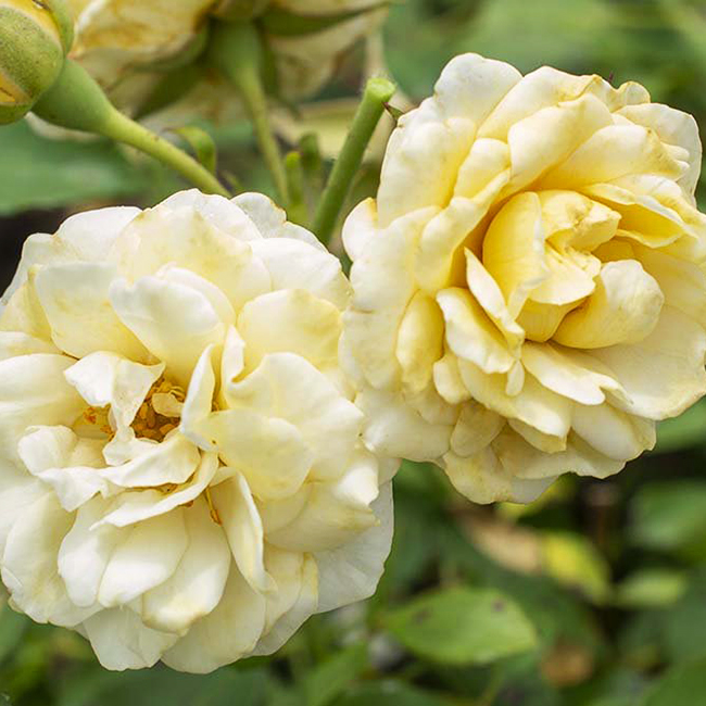 Buttercream Drift® Rose For Sale Online | The Tree Center