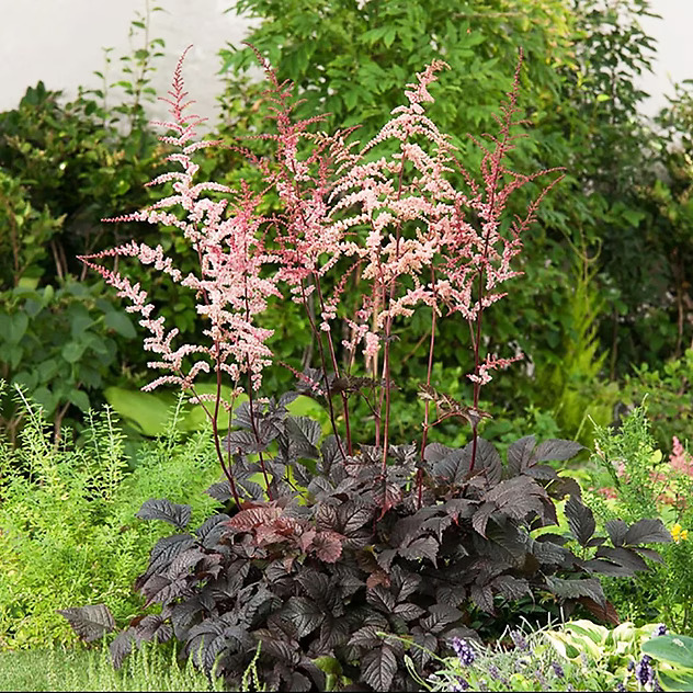 Chocolate Shogun Astilbe For Sale Online | The Tree Center