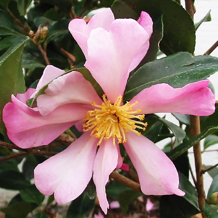 Cleopatra Pink Camellia For Sale Online | The Tree Center