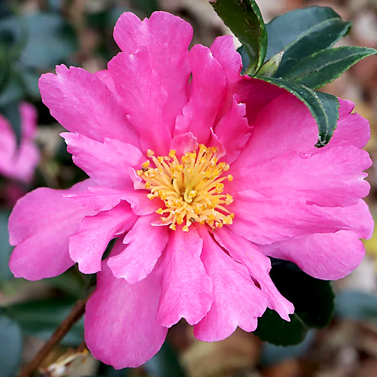 Cleopatra Pink Camellia For Sale Online | The Tree Center