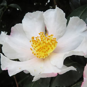 Cleopatra Pink Camellia For Sale Online | The Tree Center