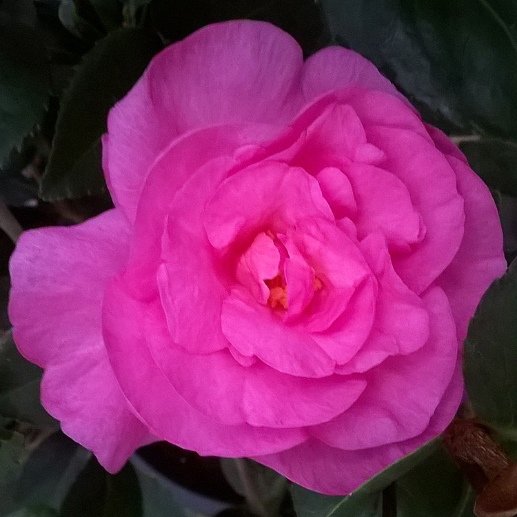 Cleopatra Pink Camellia For Sale Online | The Tree Center