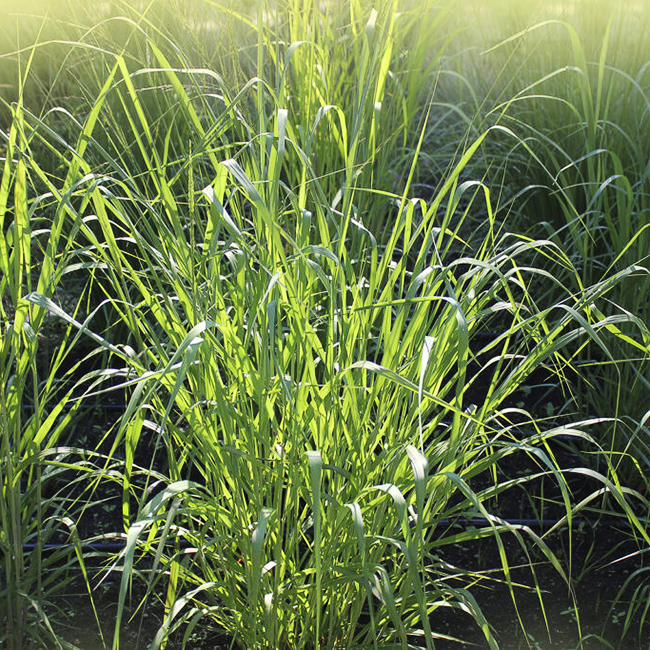 Dallas Blues Switch Grass For Sale Online | The Tree Center