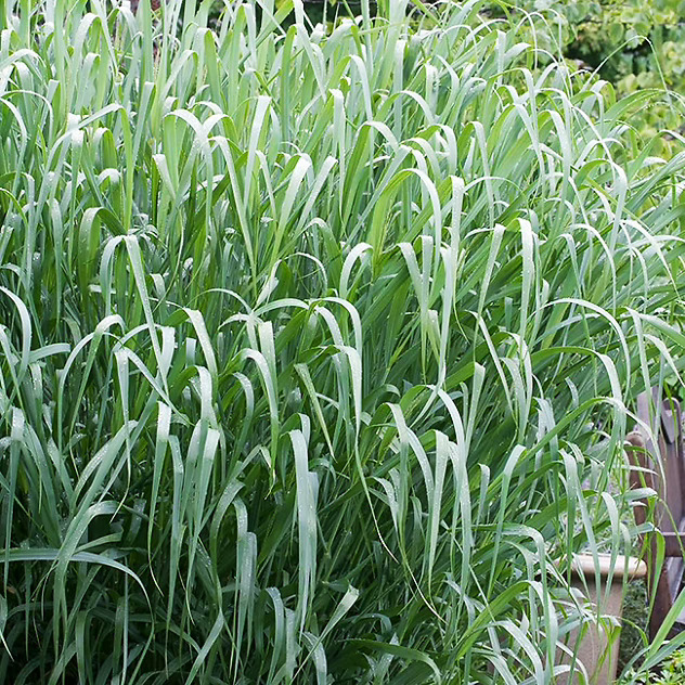 Dallas Blues Switch Grass For Sale Online | The Tree Center