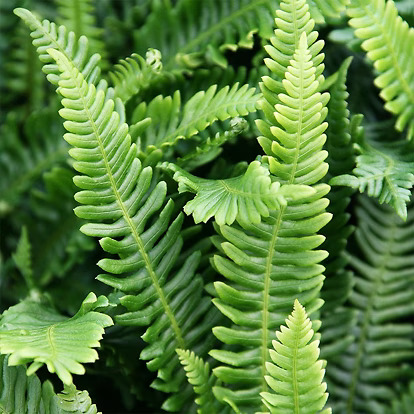 Deer Fern For Sale Online | The Tree Center