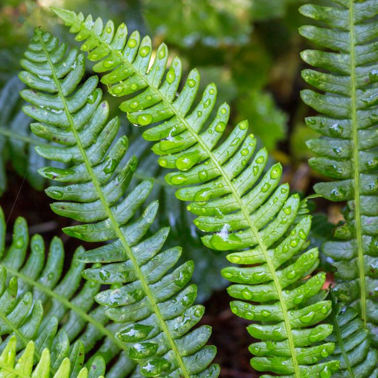 Deer Fern For Sale Online | The Tree Center
