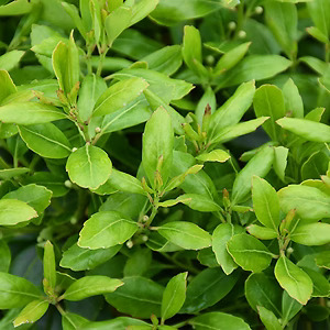 Densa Inkberry Holly For Sale Online | The Tree Center