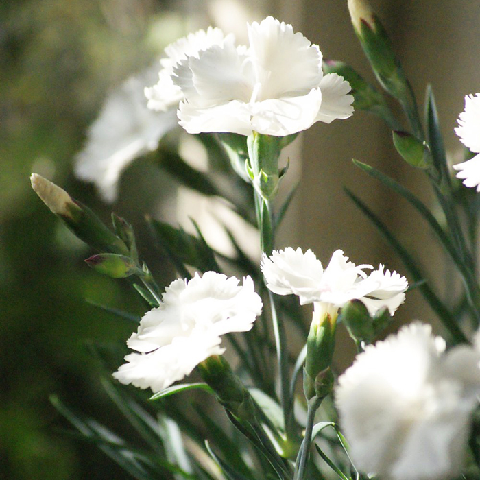 Angel of Purity Dianthus For Sale Online | The Tree Center