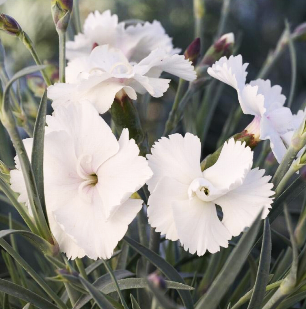 Angel of Purity Dianthus For Sale Online | The Tree Center