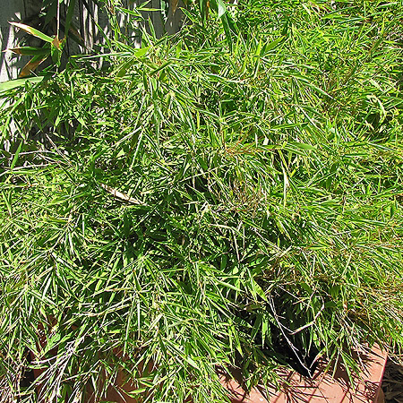 Dragon's Head Bamboo For Sale Online | The Tree Center