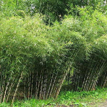 Dragon's Head Bamboo For Sale Online | The Tree Center