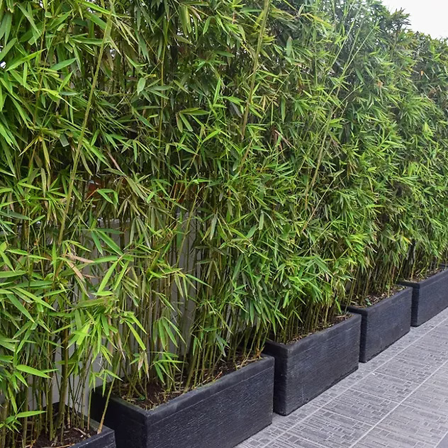 Dragon's Head Bamboo For Sale Online | The Tree Center