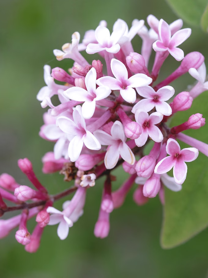 Ivory Silk Japanese Tree Lilac For Sale Online | The Tree Center
