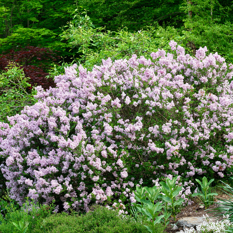 Dwarf Korean Lilac For Sale Online | The Tree Center