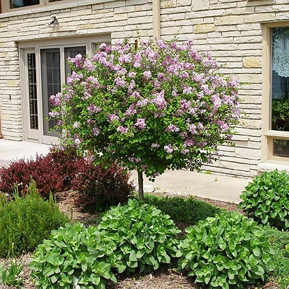 Dwarf Korean Lilac - Tree Form For Sale Online | The Tree Center