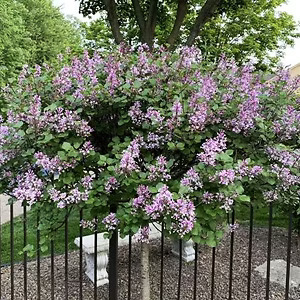 Dwarf Korean Lilac - Tree Form For Sale Online | The Tree Center