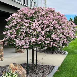 Dwarf Korean Lilac - Tree Form For Sale Online | The Tree Center