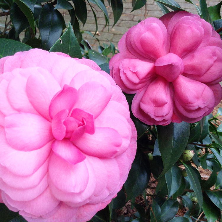 Early Autumn Camellia For Sale Online | The Tree Center
