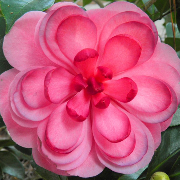 Early Autumn Camellia For Sale Online | The Tree Center