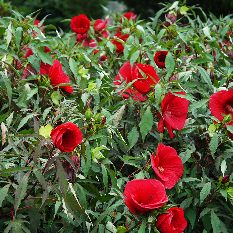 Fireball Fleming™ Hardy Hibiscus For Sale Online | The Tree Center