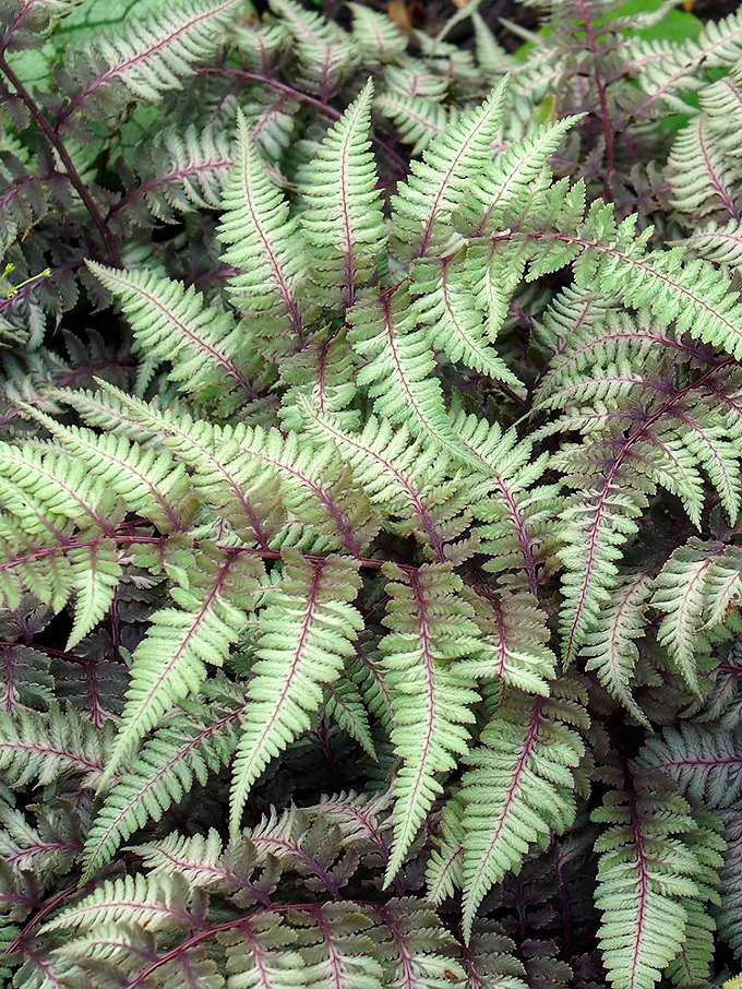 Ferns For Sale Online | The Tree Center