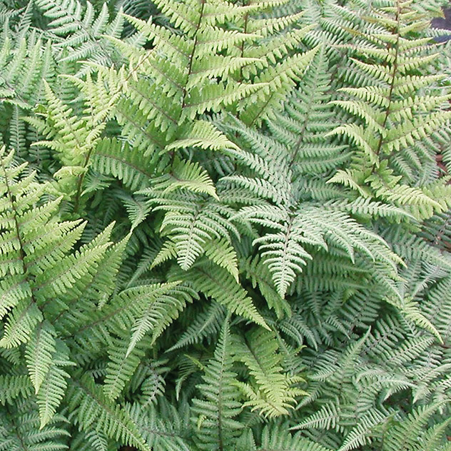 Ghost Painted Fern For Sale Online | The Tree Center