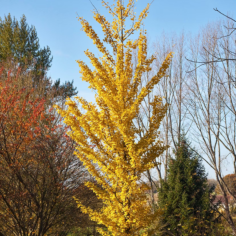 Grindstone Ginkgo Trees For Sale Online | The Tree Center