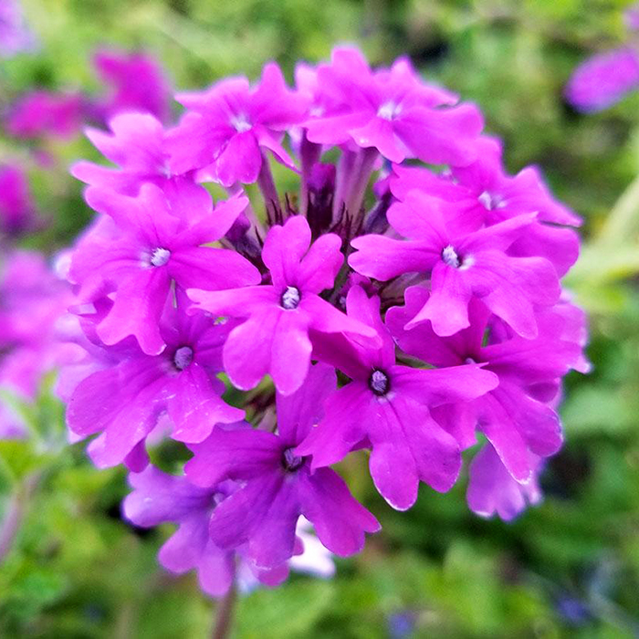 Homestead Purple Verbena For Sale Online | The Tree Center