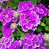 Homestead Purple Verbena For Sale Online | The Tree Center