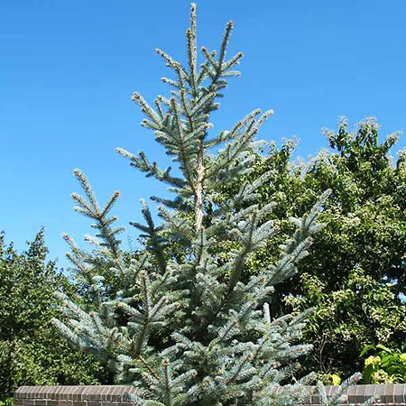 Iseli Foxtail Colorado Spruce Trees For Sale | The Tree Center