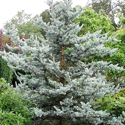 Iseli Foxtail Colorado Spruce Trees For Sale | The Tree Center