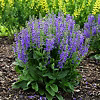 Midnight Model Salvia For Sale Online | The Tree Center