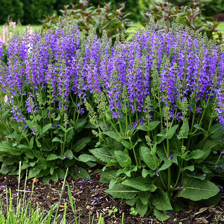 Midnight Model Salvia For Sale Online | The Tree Center