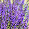 Midnight Model Salvia For Sale Online | The Tree Center