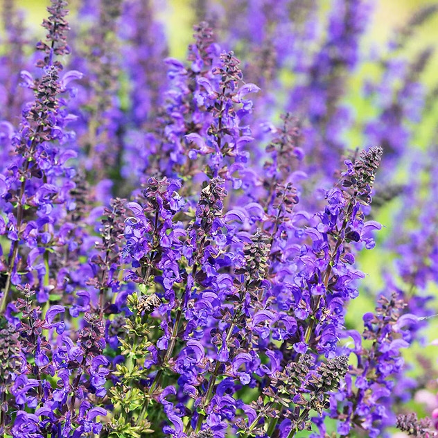 Midnight Model Salvia For Sale Online | The Tree Center